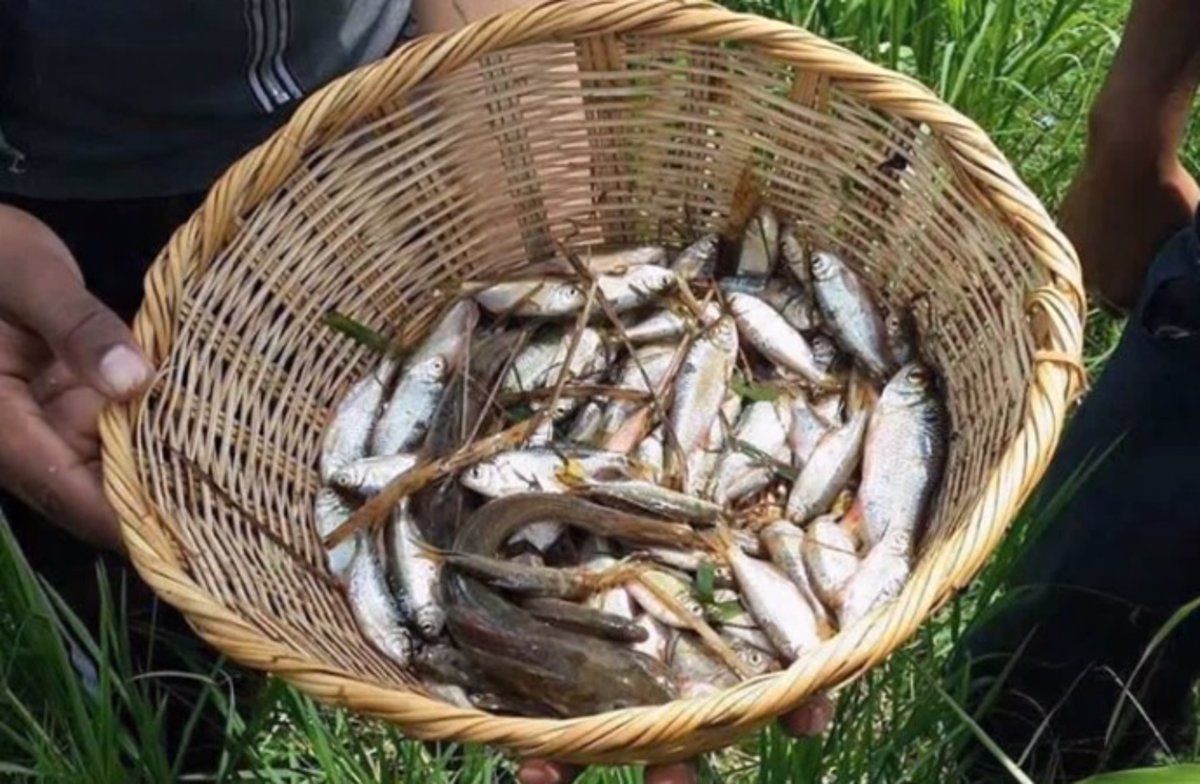 Heaven Fish: Una oportunidad de negocio y crecimiento para Yoro